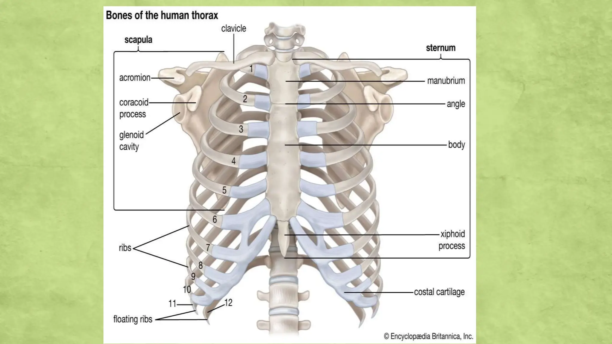THORACIC WALL & CAVITY.pptx