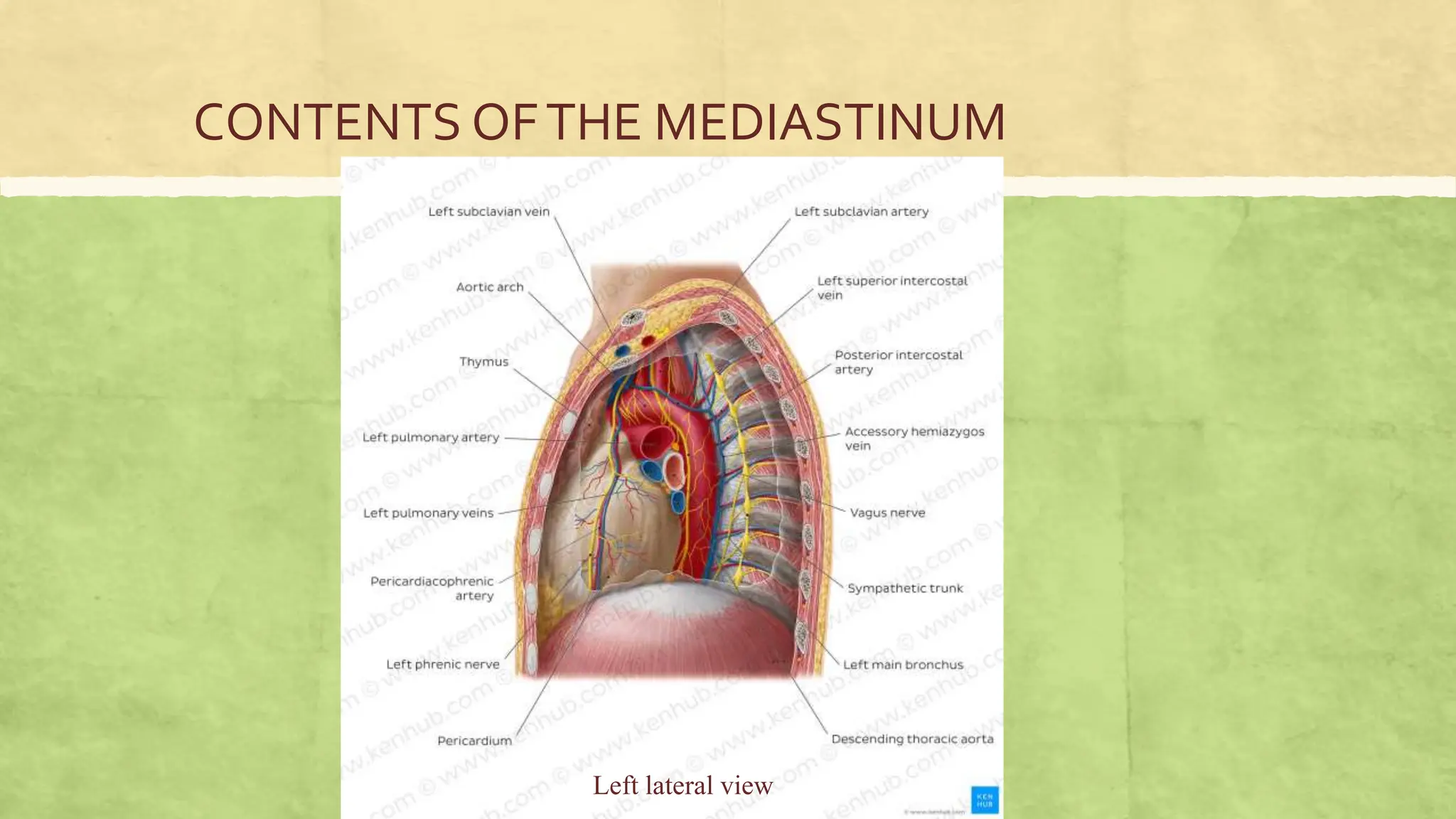 THORACIC WALL & CAVITY.pptx