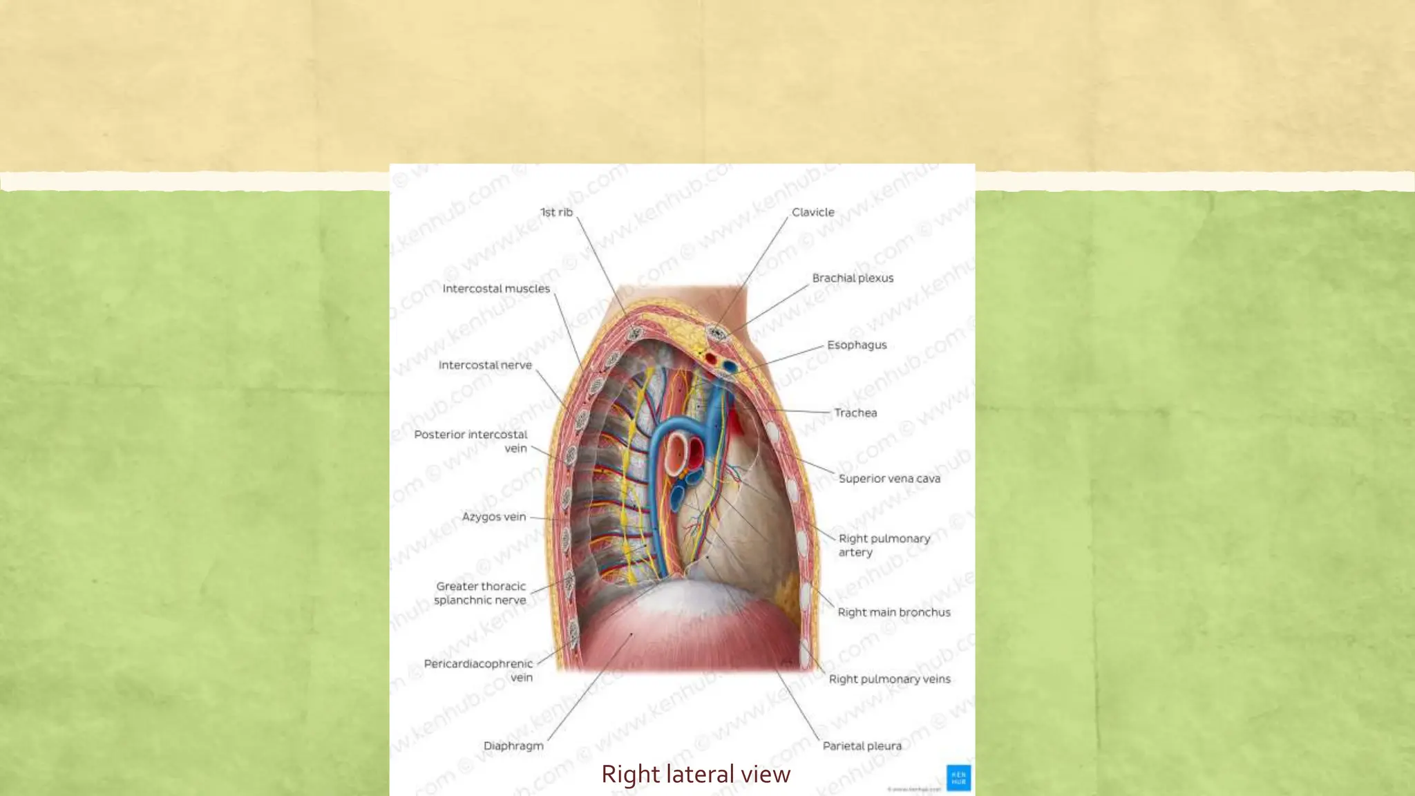 THORACIC WALL & CAVITY.pptx