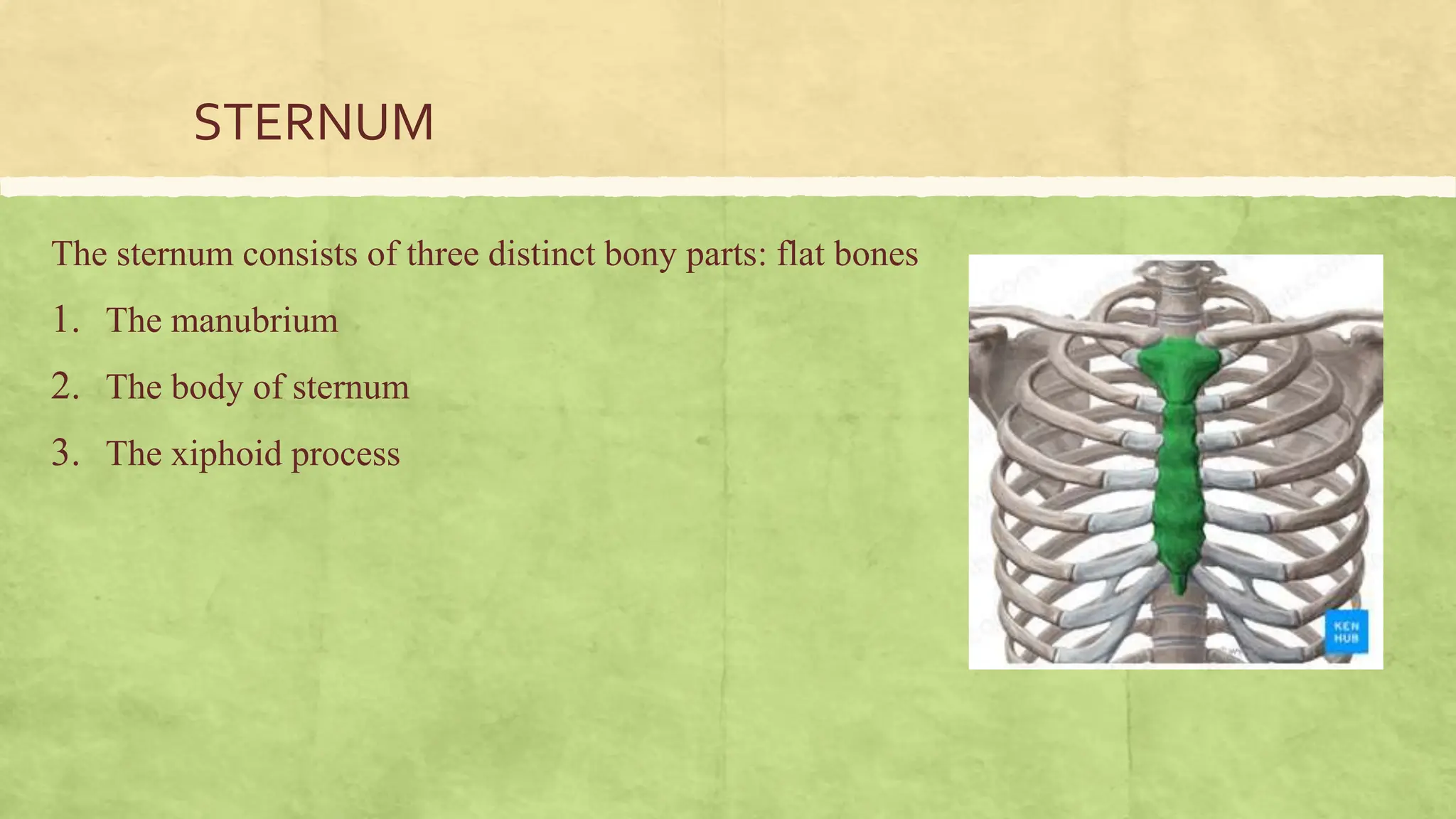THORACIC WALL & CAVITY.pptx