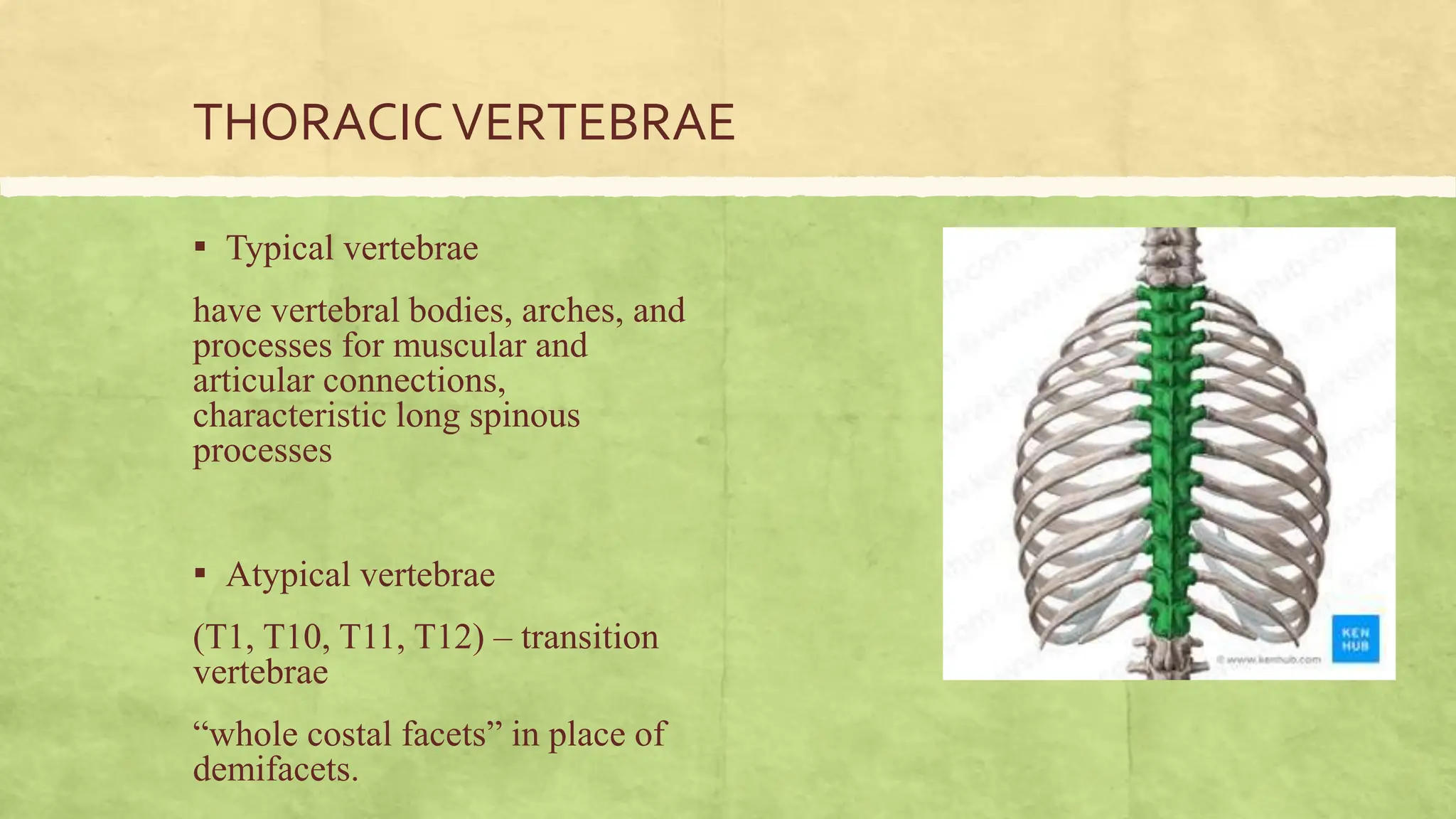 THORACIC WALL & CAVITY.pptx