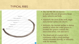 THORACIC WALL & CAVITY.pptx