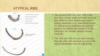 THORACIC WALL & CAVITY.pptx