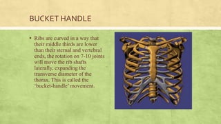 THORACIC WALL & CAVITY.pptx