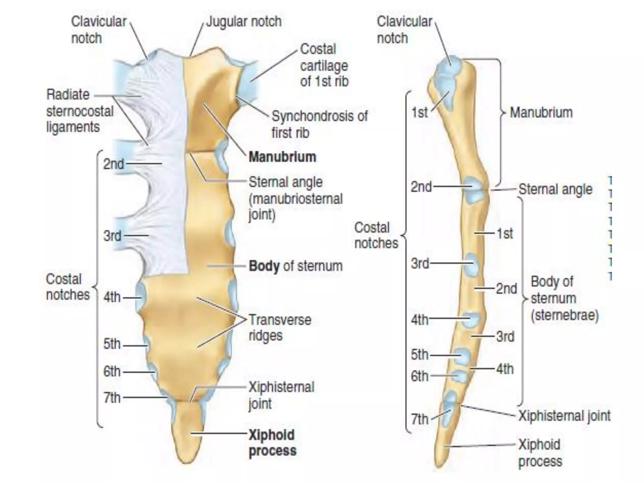 thoracic wall & diaphragm.pdf