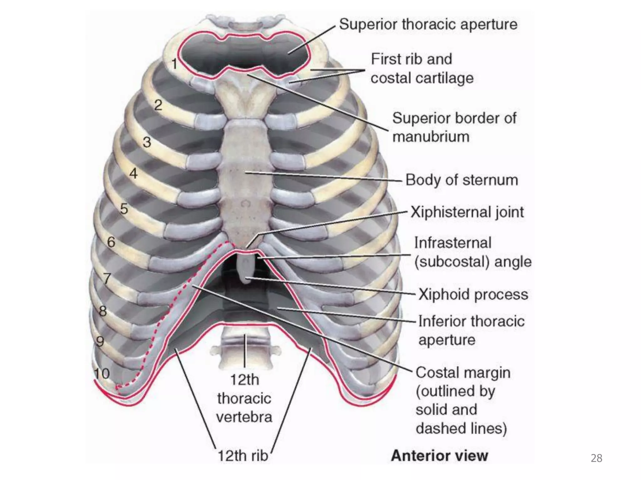 thoracic wall & diaphragm.pdf
