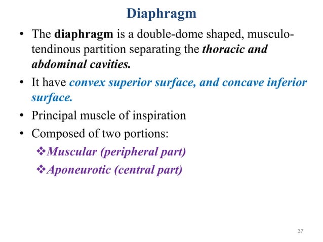 thoracic wall & diaphragm.pdf