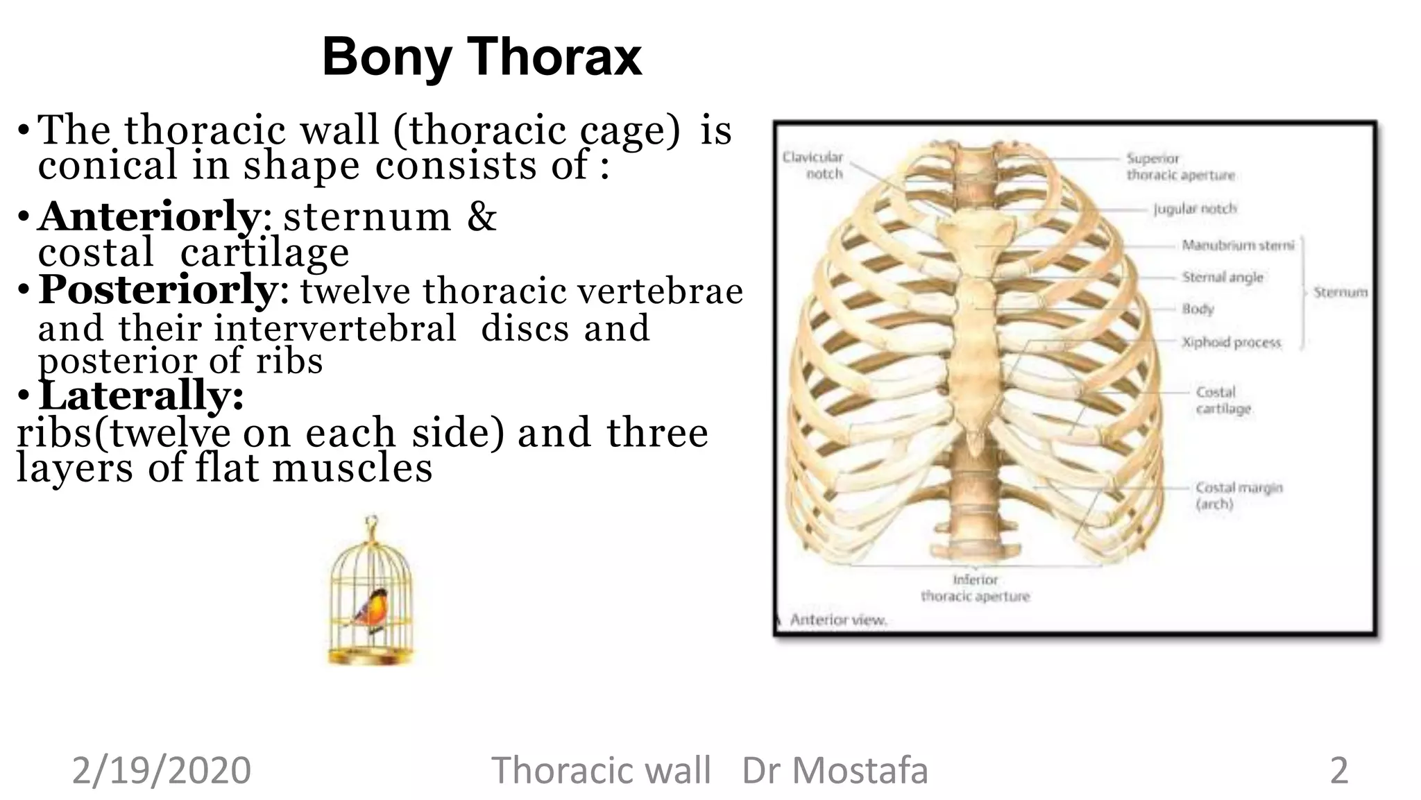 Thoracic wall l4 dr kandil | PPTX