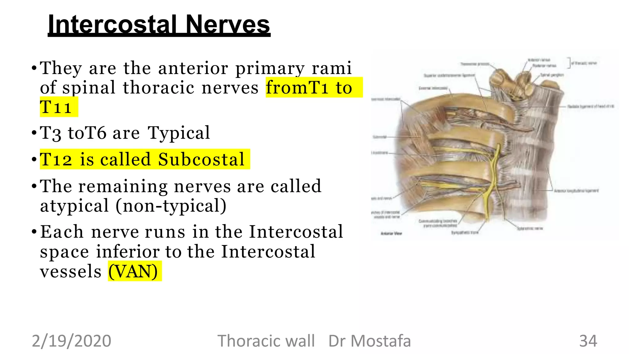 Thoracic wall l4 dr kandil | PPTX