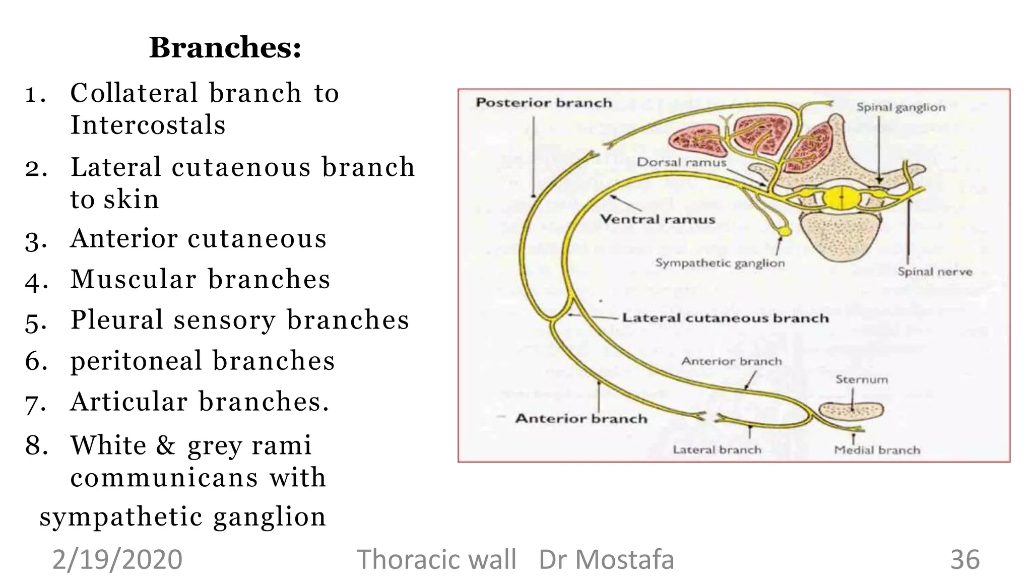 Thoracic wall l4 dr kandil | PPTX