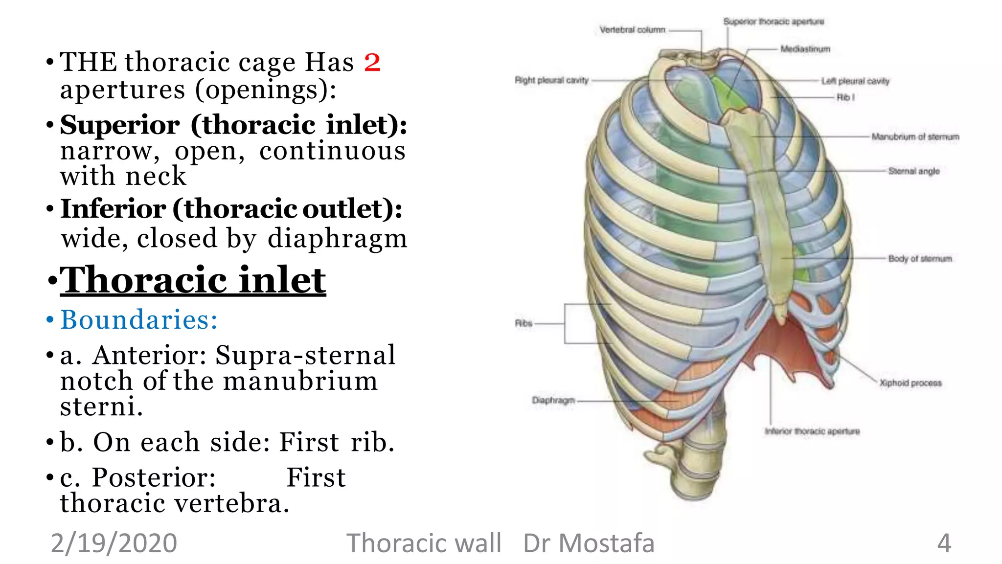 Thoracic wall l4 dr kandil | PPT