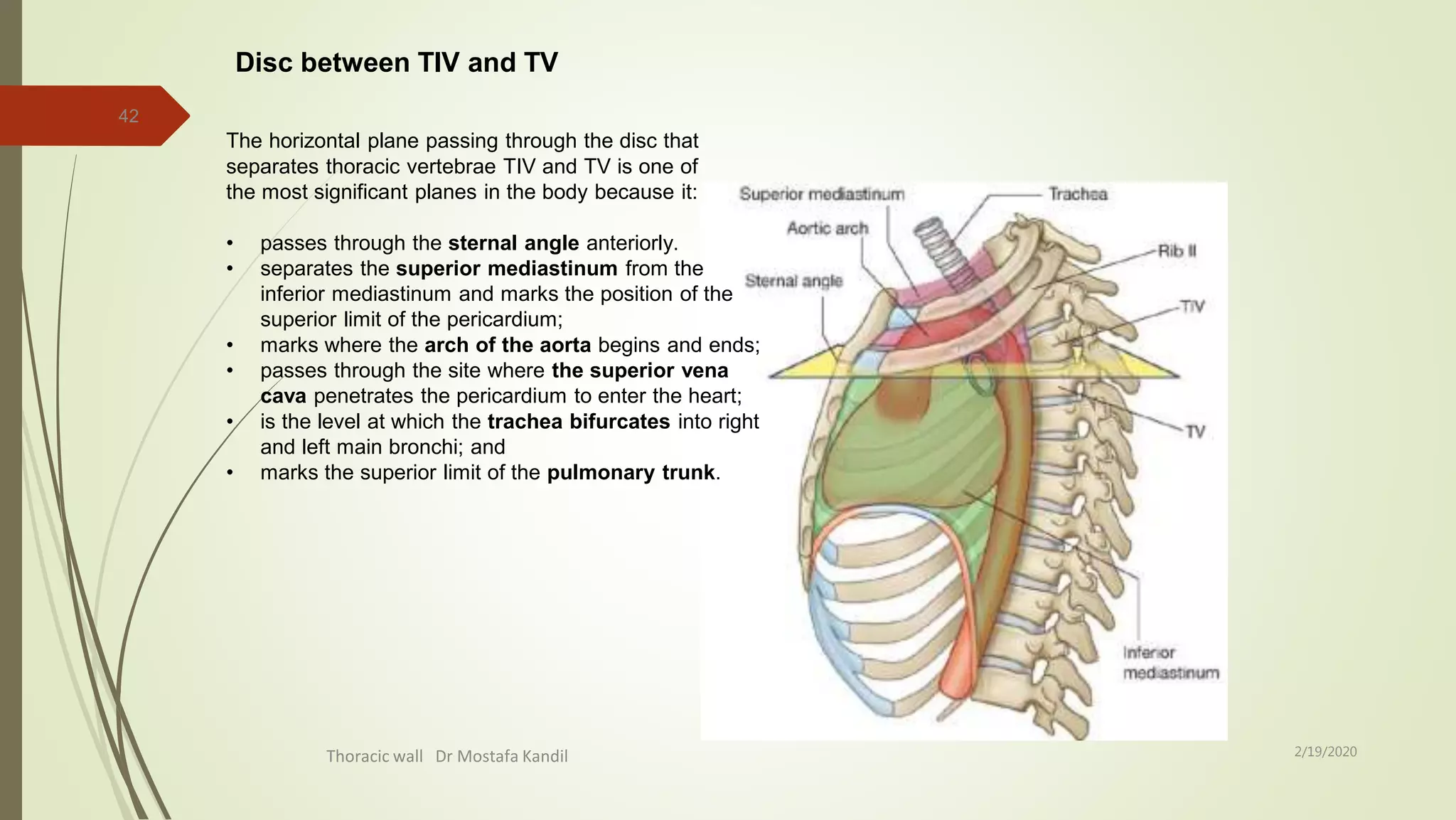 Thoracic wall l4 dr kandil | PPTX