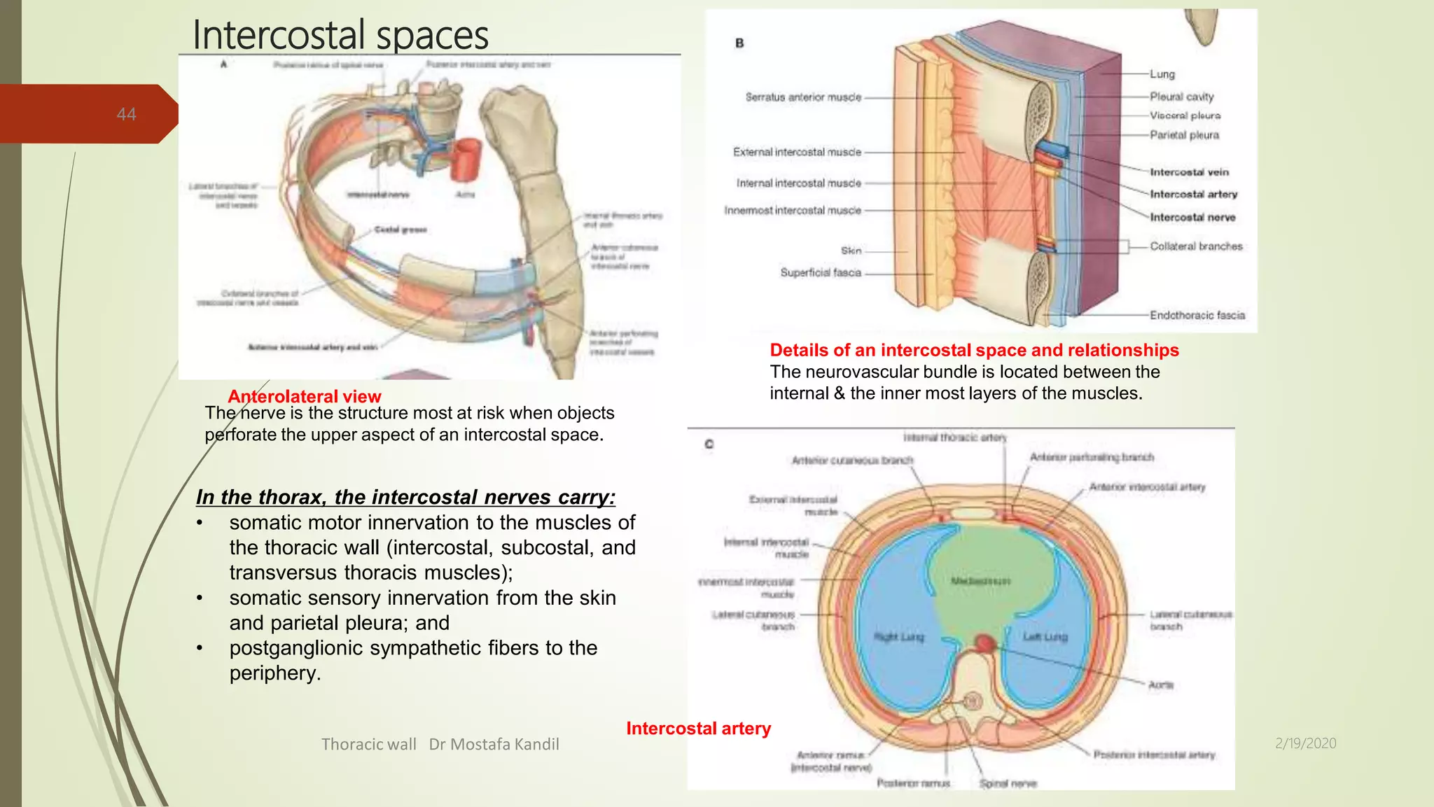 Thoracic wall l4 dr kandil | PPTX