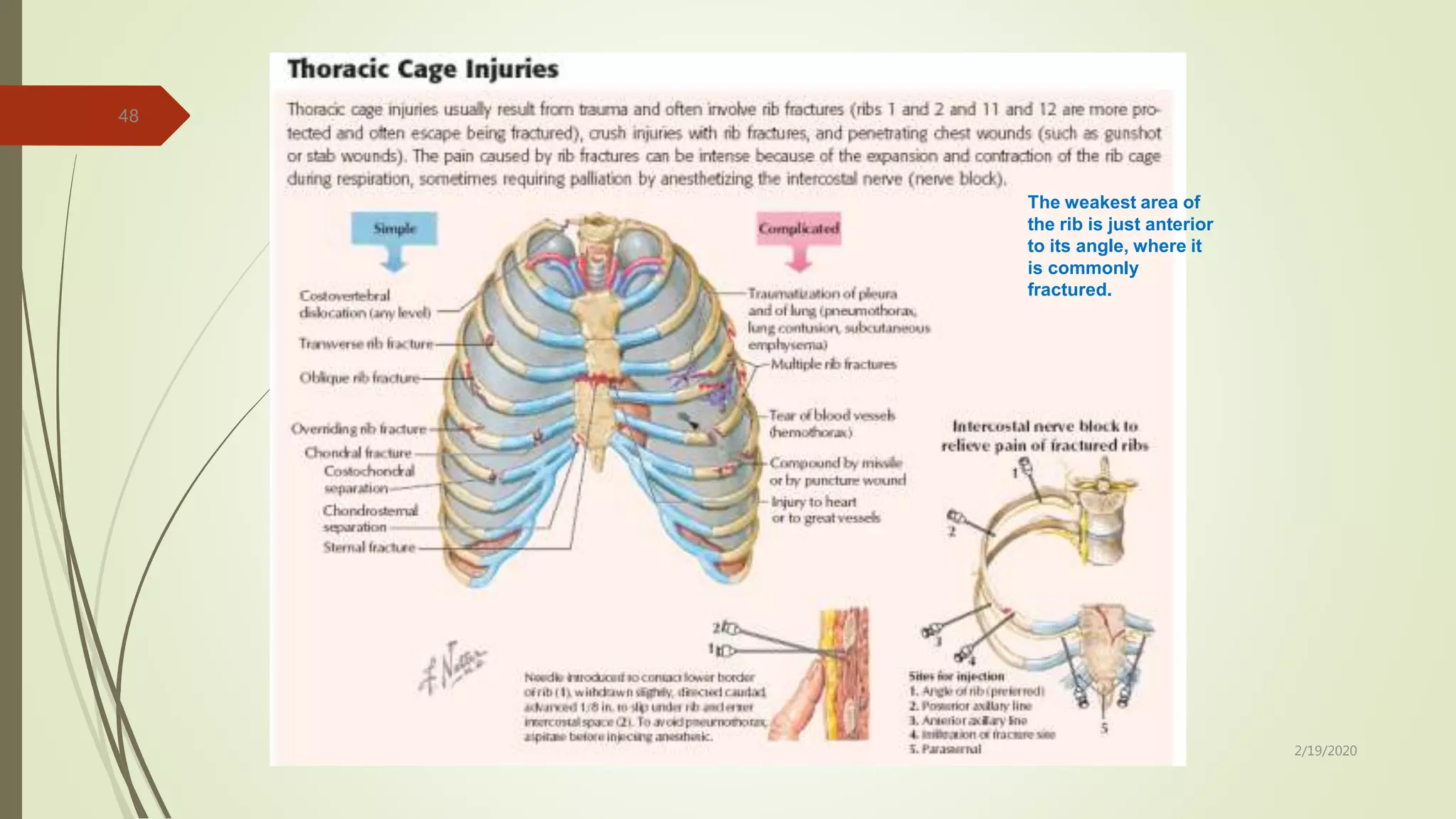 Thoracic wall l4 dr kandil | PPT