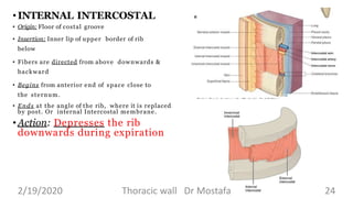 Thoracic wall l4 dr kandil | PPTX