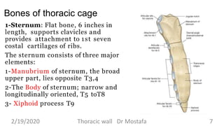 Thoracic wall l4 dr kandil | PPTX