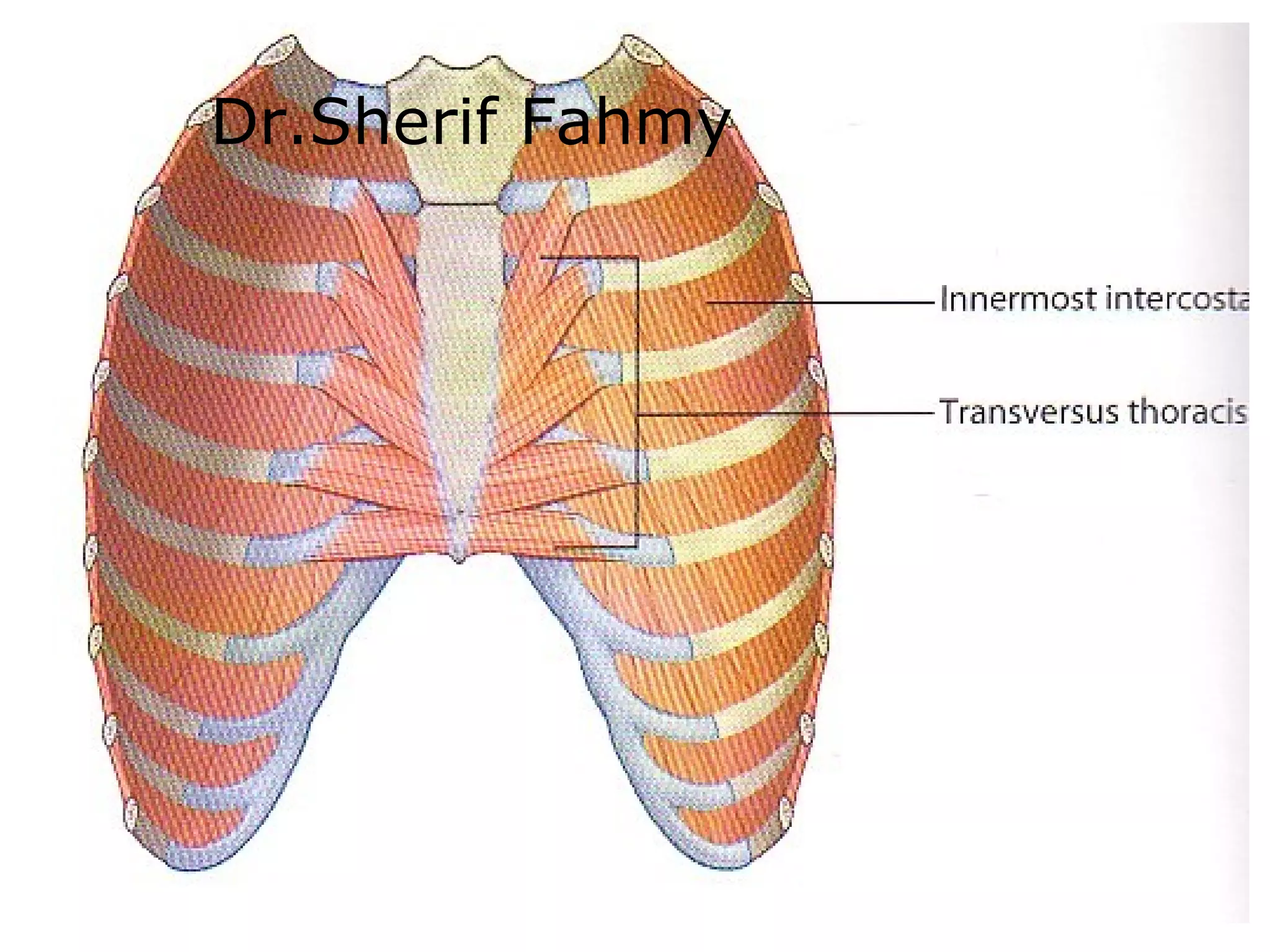 Thoracic walls (Anatomy of the Thorax) | PPS