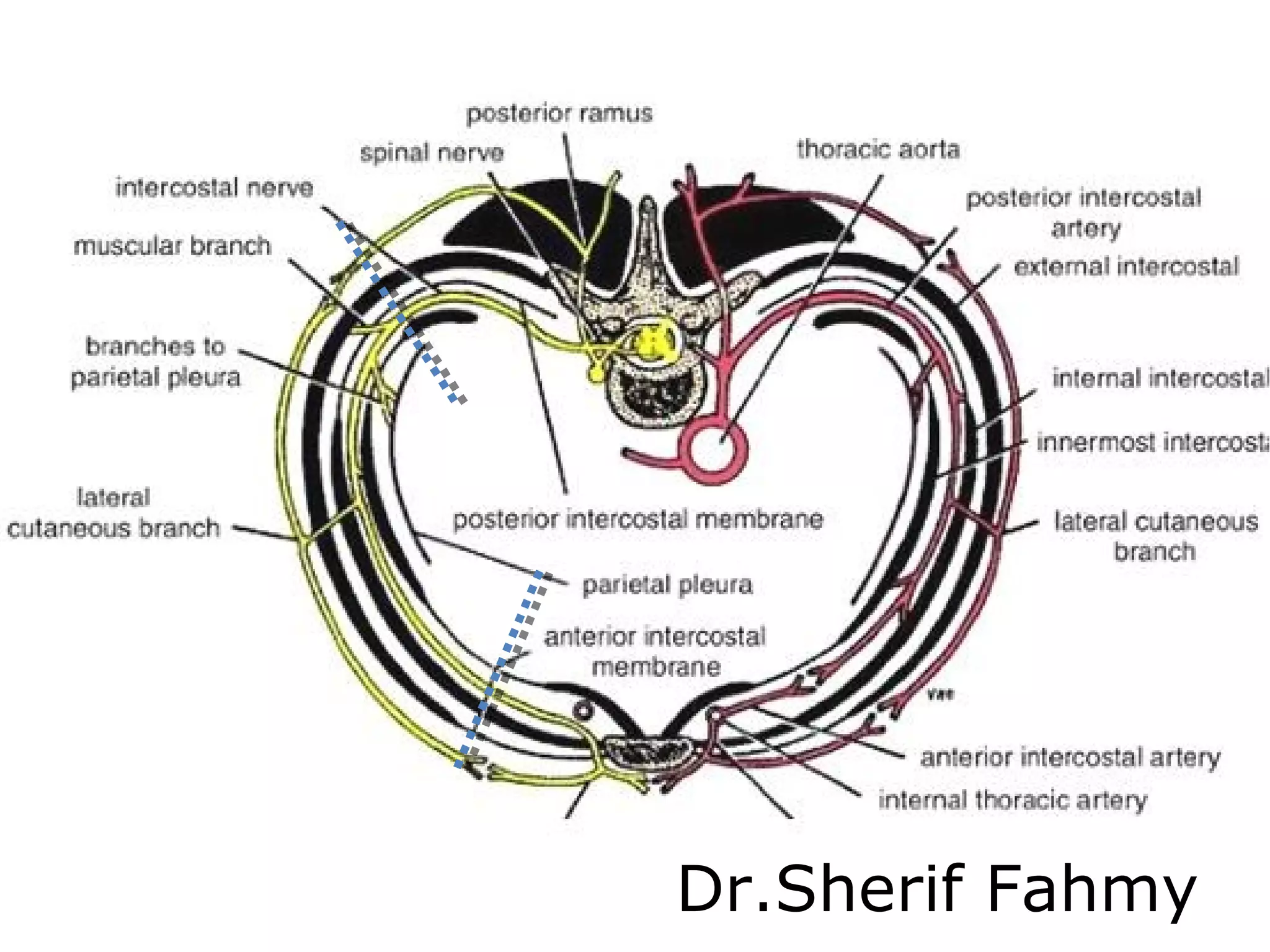 Thoracic walls (Anatomy of the Thorax) | PPS