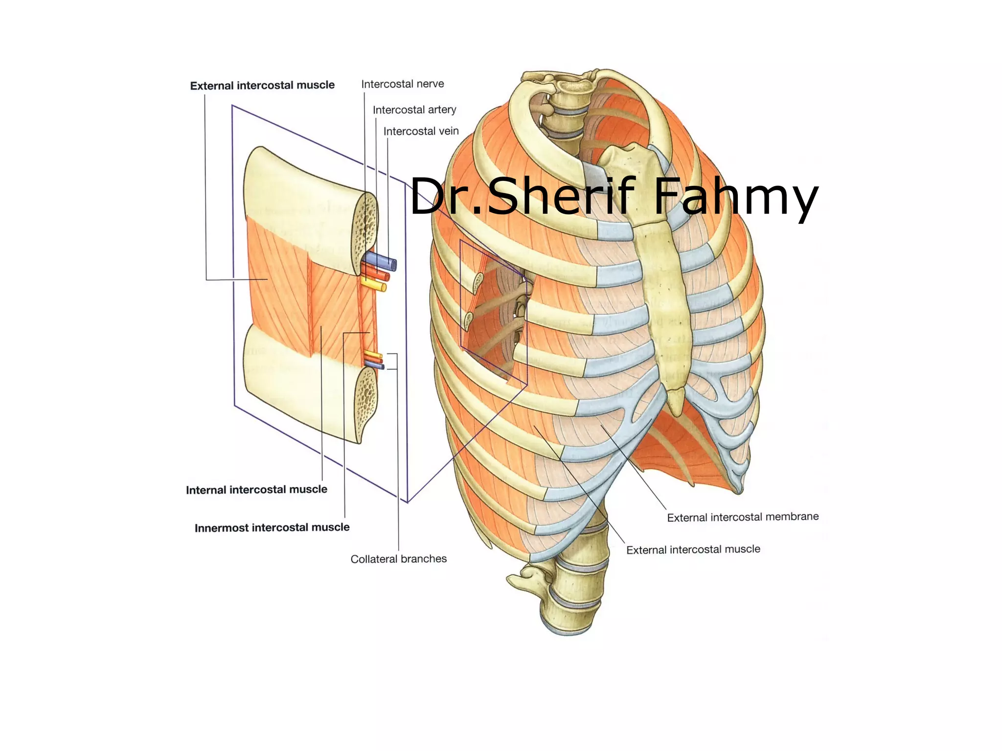 Thoracic walls (Anatomy of the Thorax) | PPS