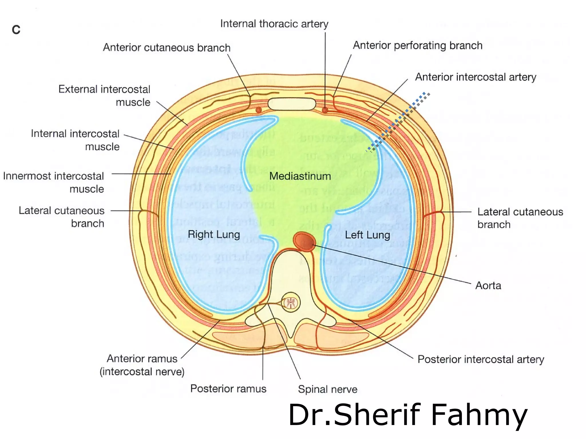 Thoracic walls (Anatomy of the Thorax) | PPS