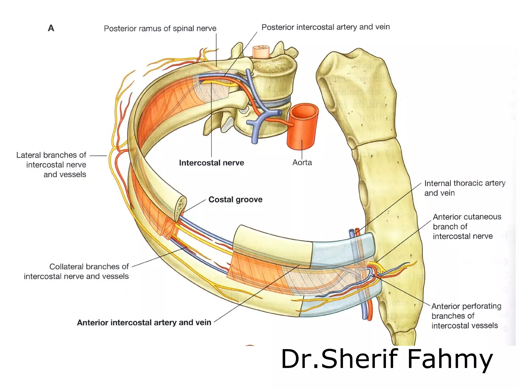 Thoracic walls (Anatomy of the Thorax) | PPS