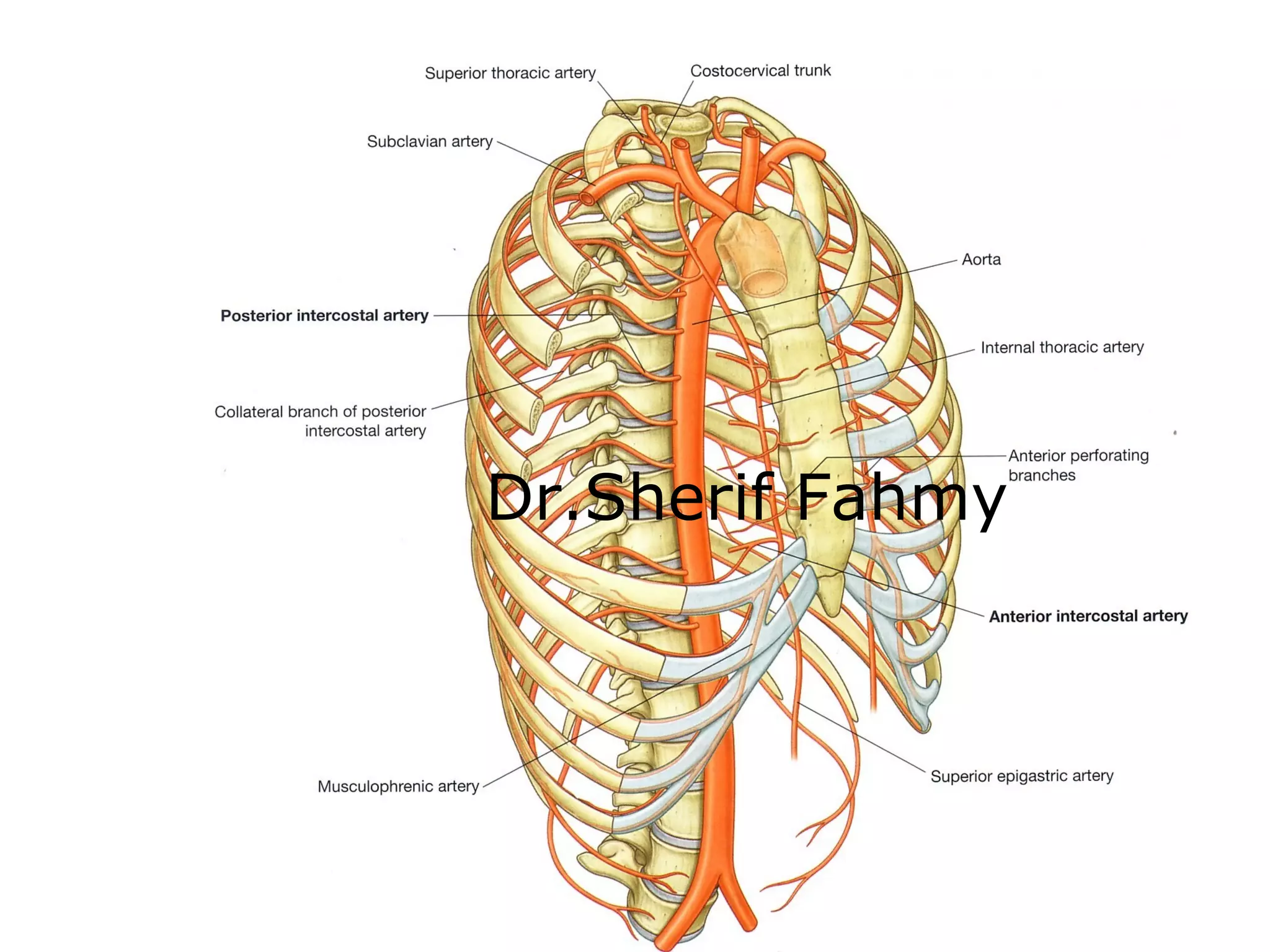 Thoracic walls (Anatomy of the Thorax) | PPS