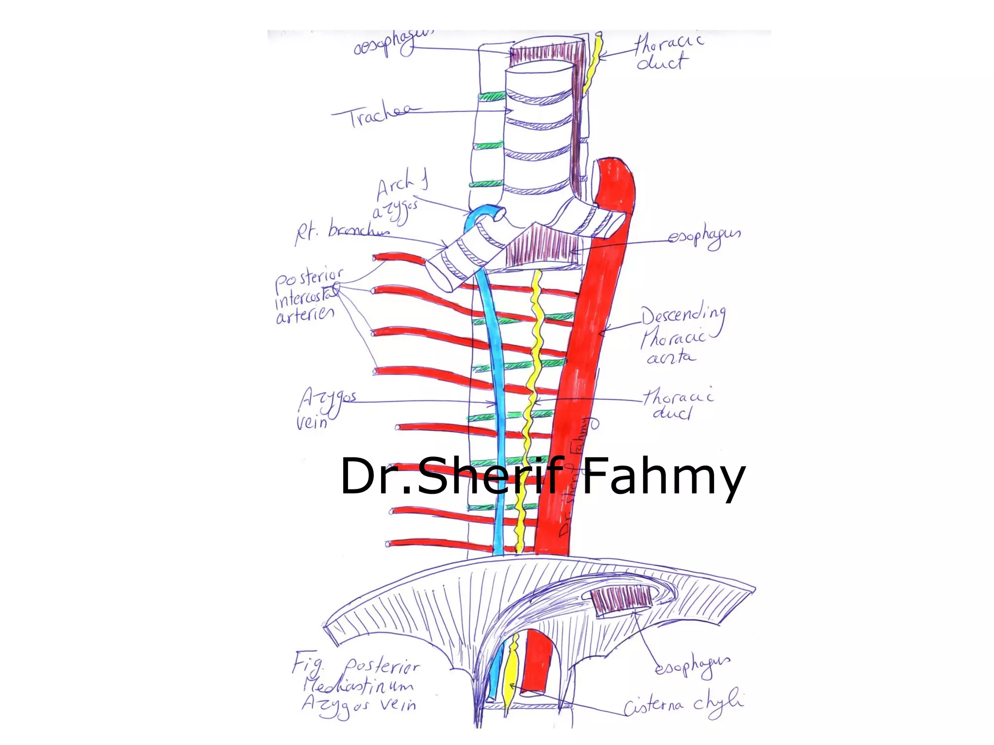 Thoracic walls (Anatomy of the Thorax) | PPS