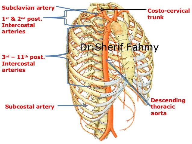 Thoracic walls (Anatomy of the Thorax)