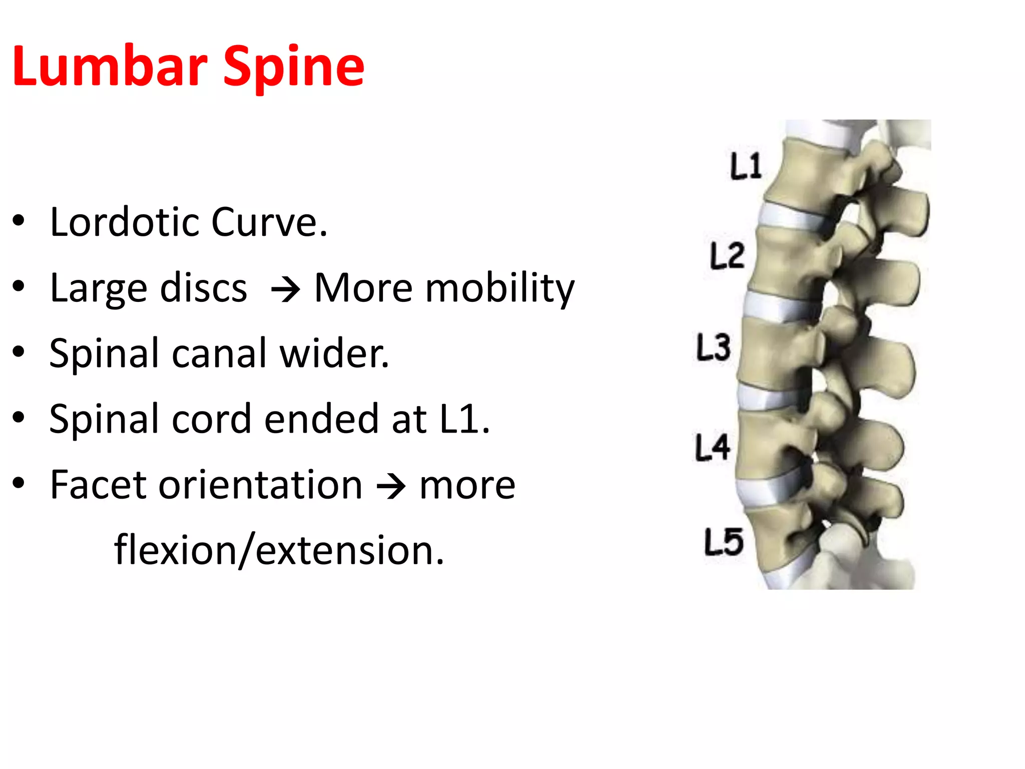 Thoraco lumbar fractures | PPTX