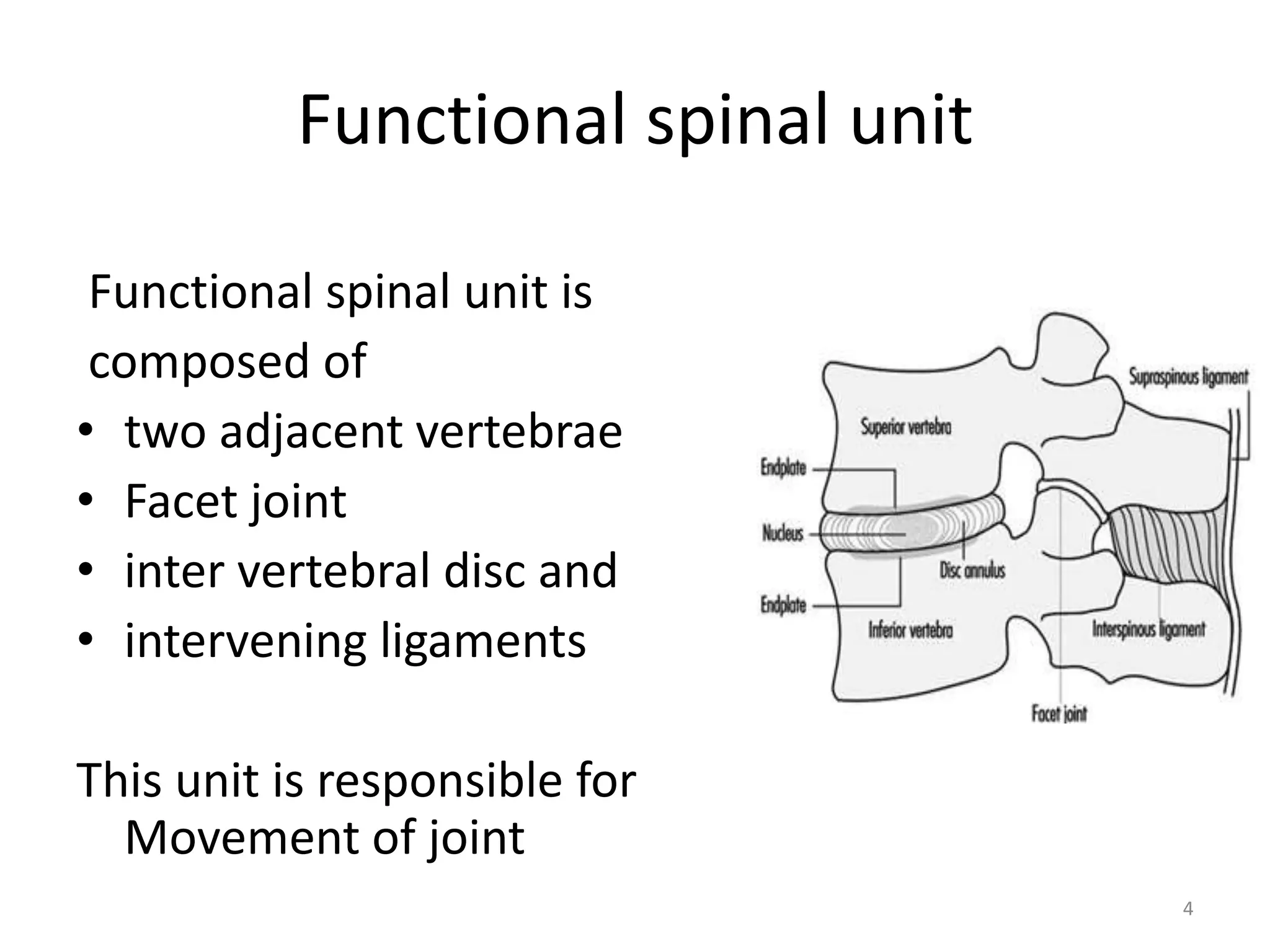 Thoraco lumbar fractures of spine | PPTX