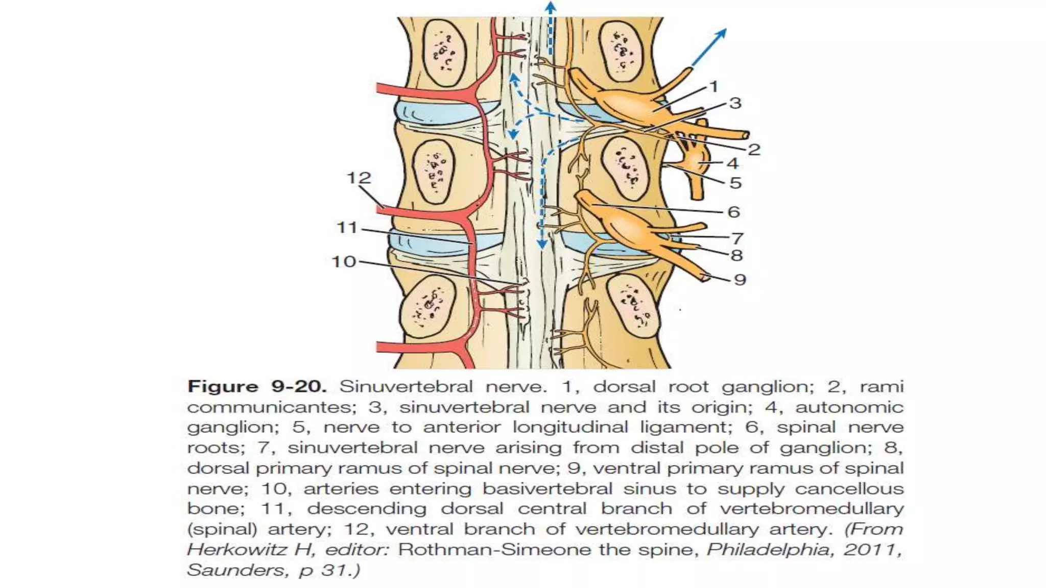 Thoraco Lumbar Spinal Anatomy Dr Sameep Koshti Consultant Neurosurgeon Ppt