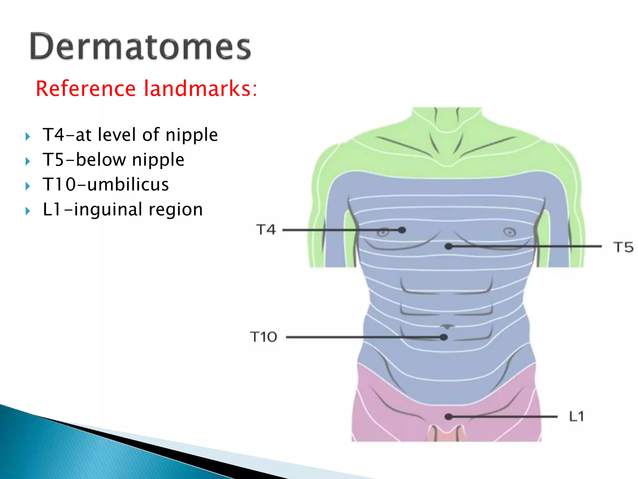 topography of chest and abdomen | PPT