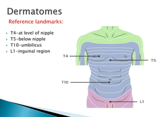 topography of chest and abdomen | PPT