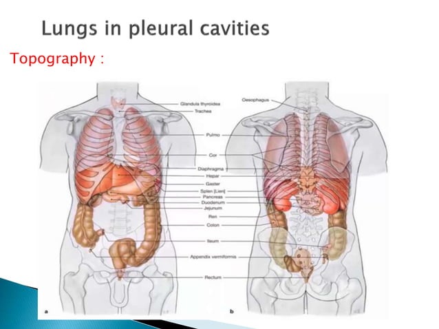 topography of chest and abdomen | PPT