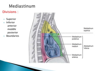 topography of chest and abdomen | PPT