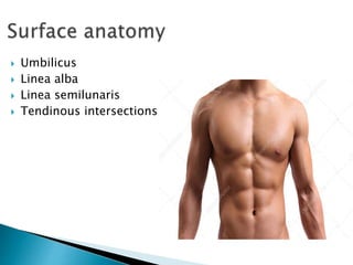 topography of chest and abdomen | PPT