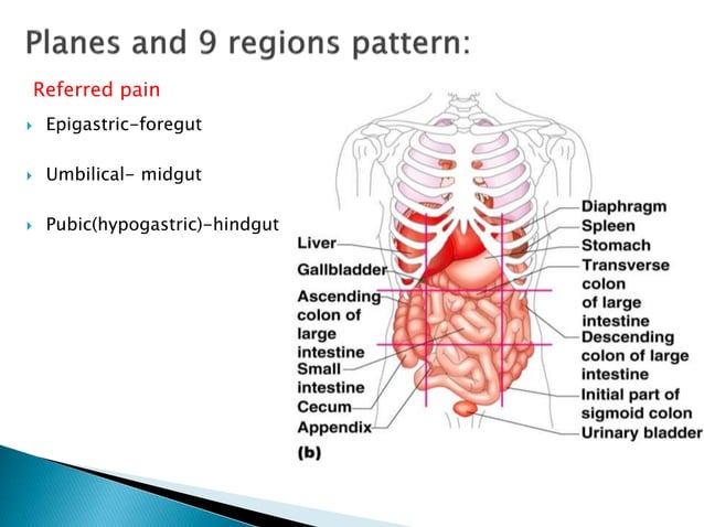 topography of chest and abdomen | PPT