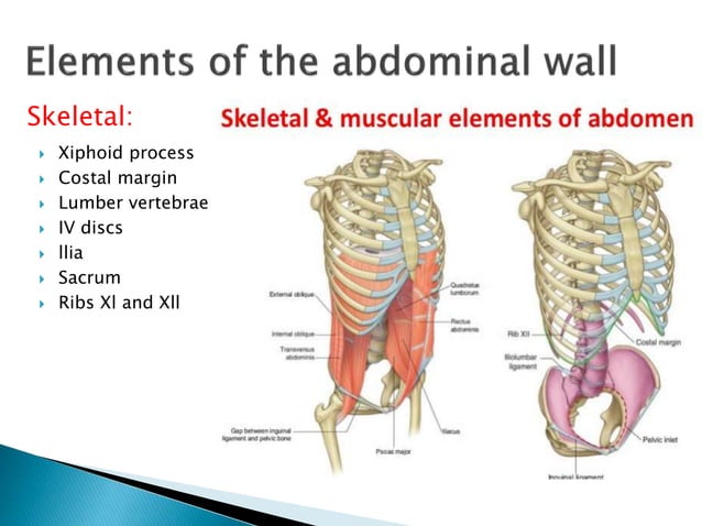 topography of chest and abdomen | PPT