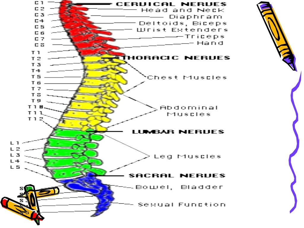 Thoraco lumbar injuries