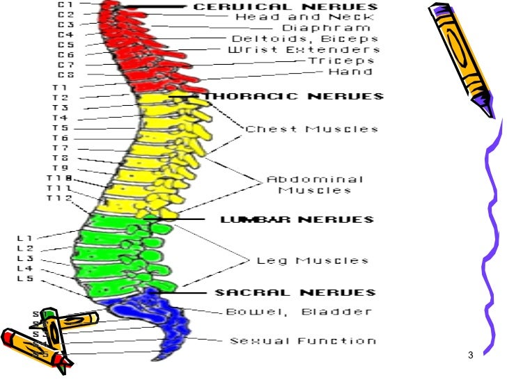 Thoraco lumbar injuries