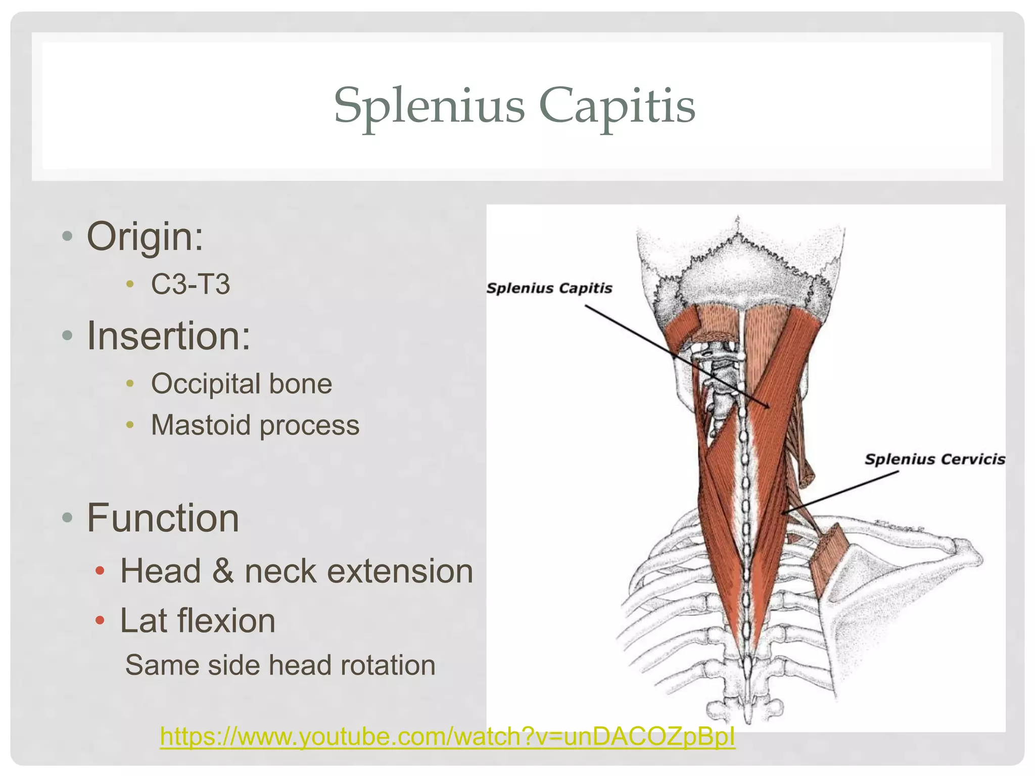 Thoracolumbar muscles | PPTX