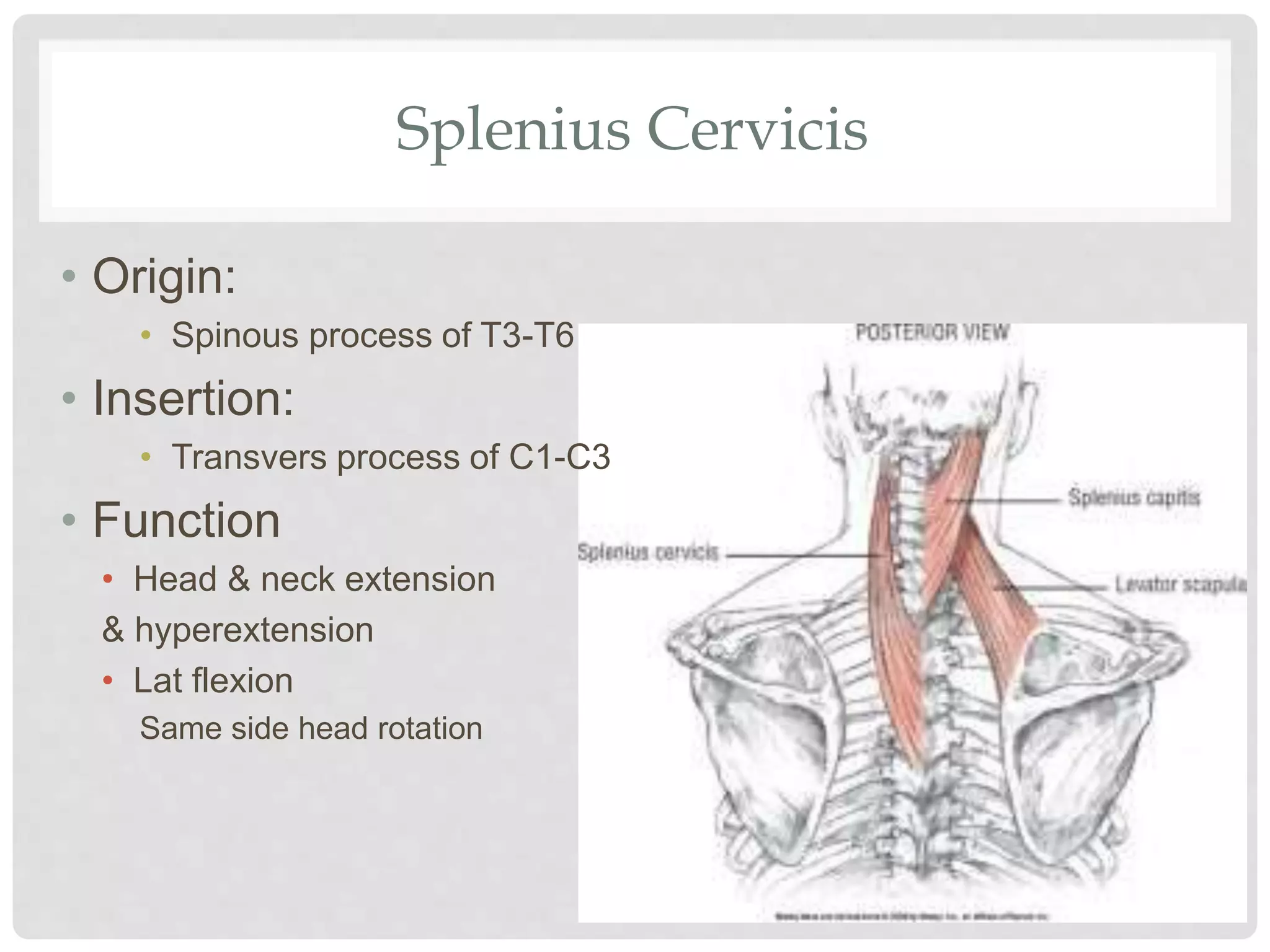 Thoracolumbar muscles | PPTX