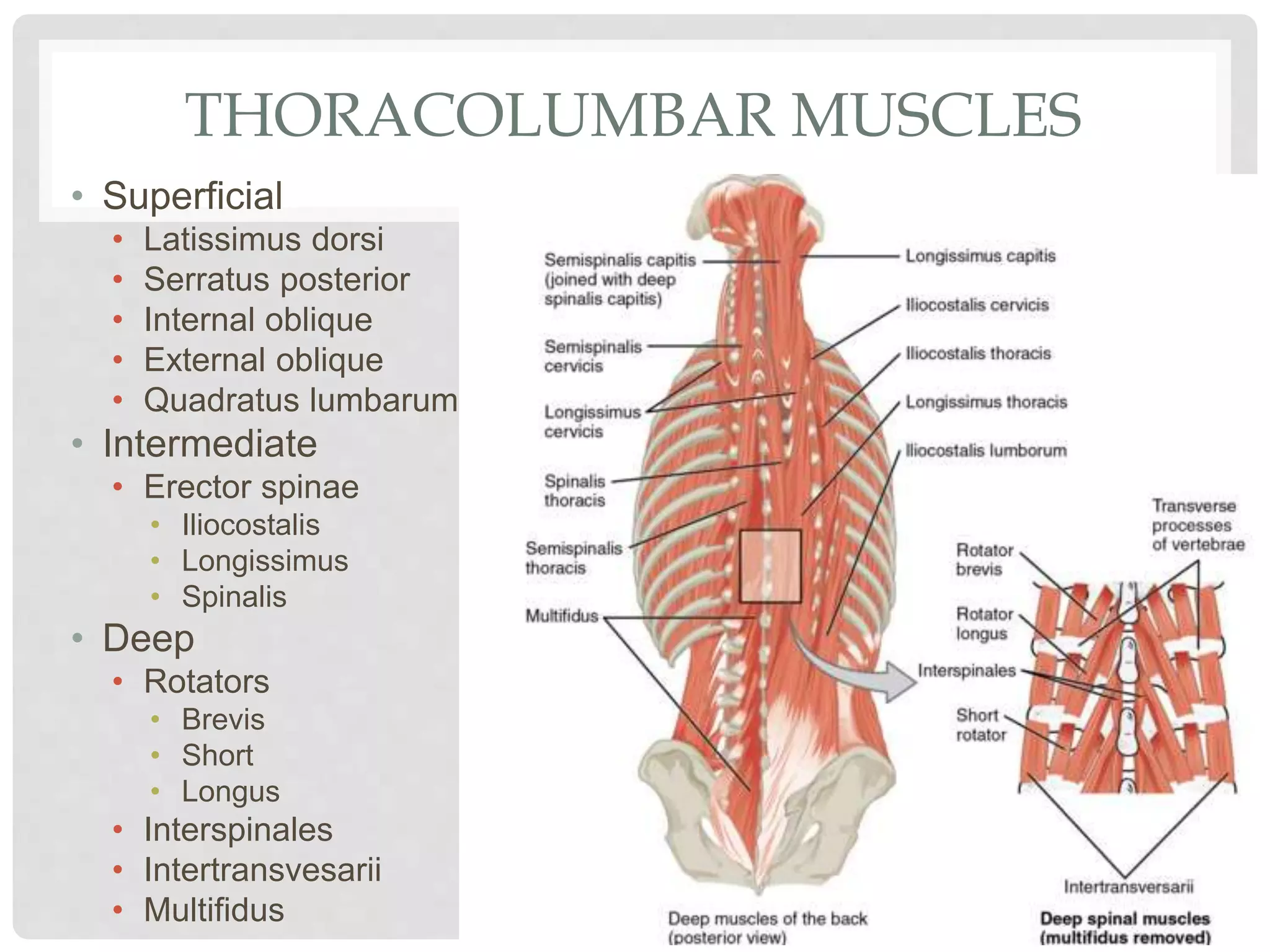 Thoracolumbar muscles | PPTX
