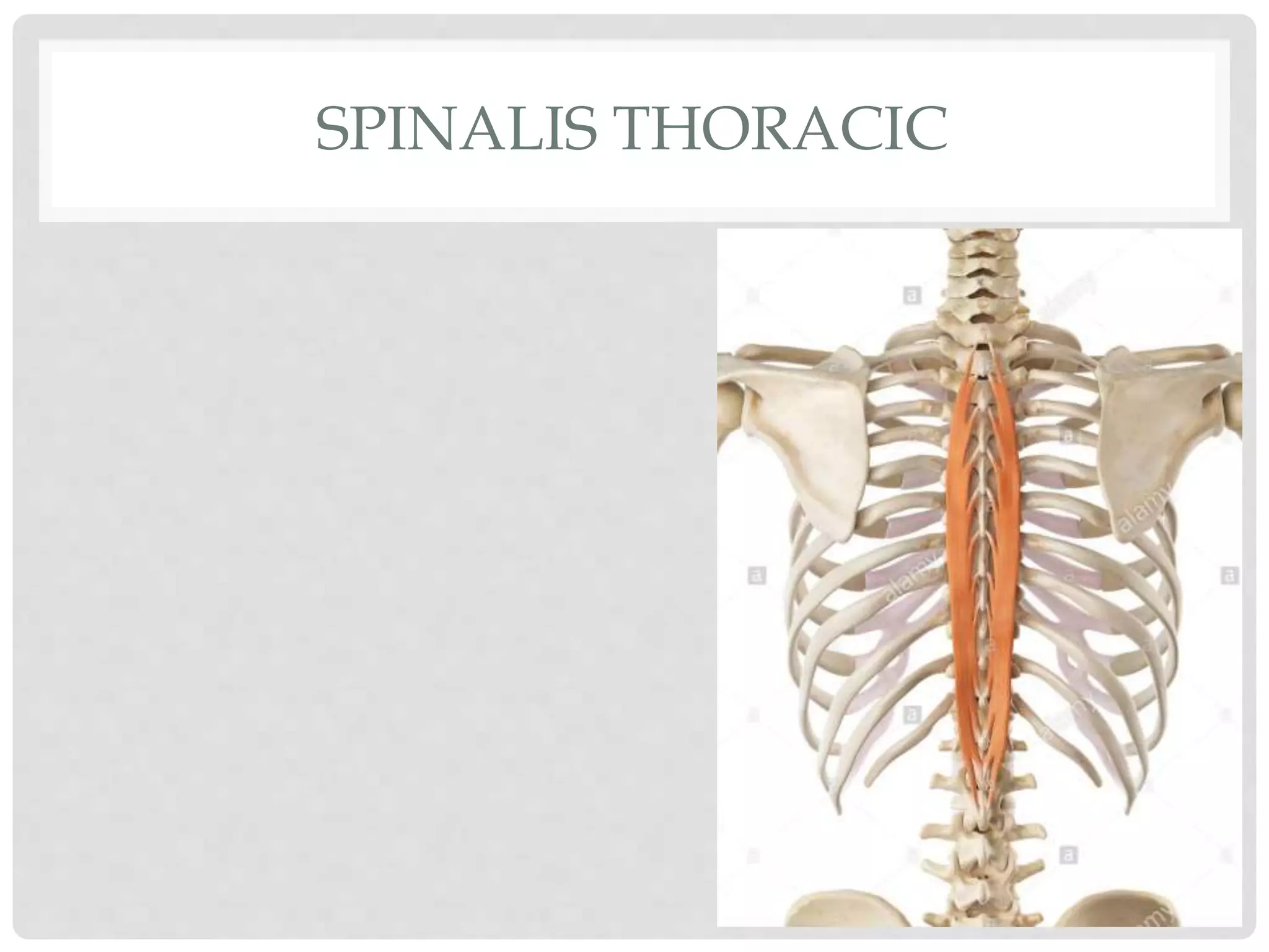 Thoracolumbar muscles | PPTX