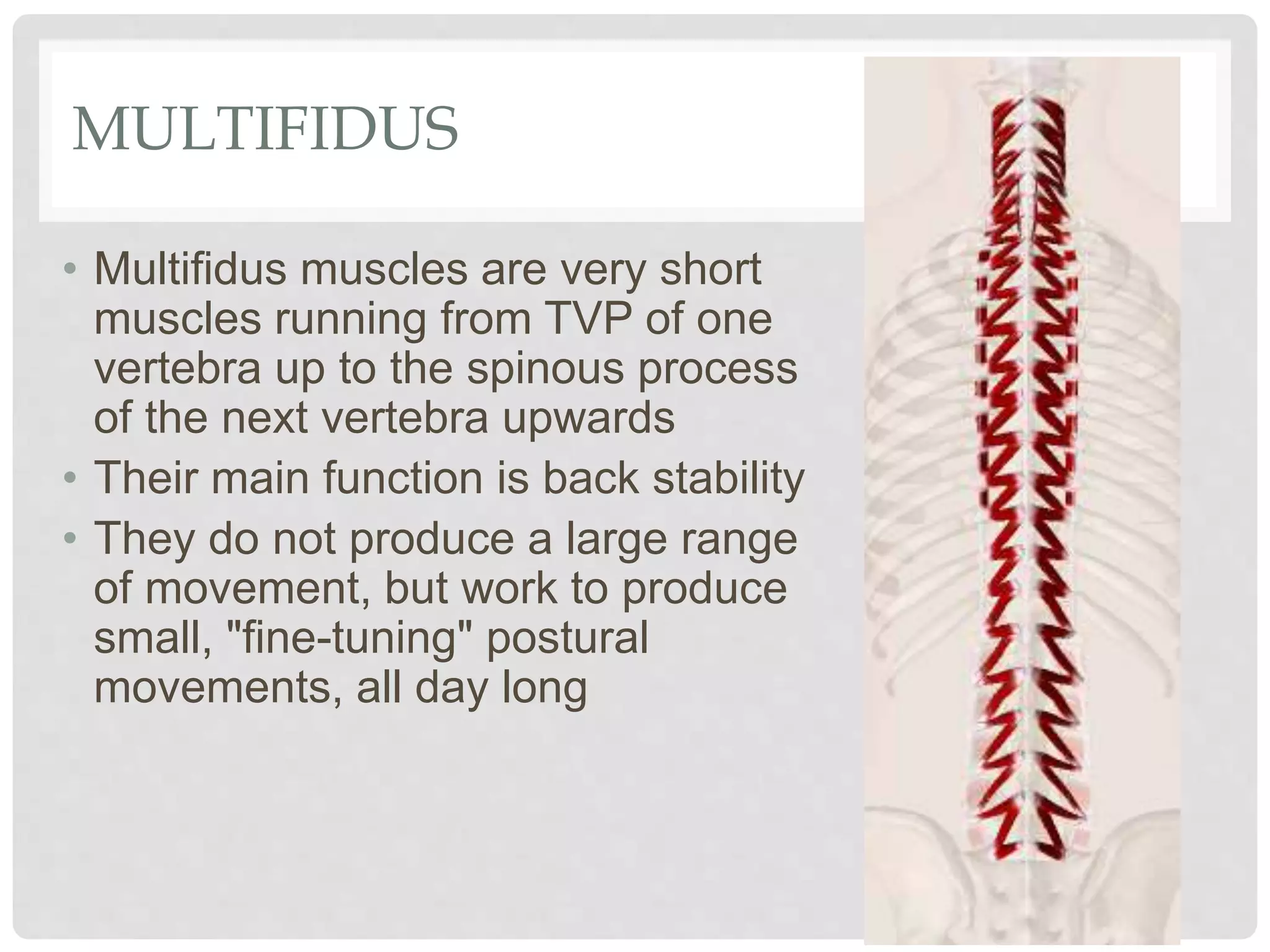 Thoracolumbar muscles | PPTX