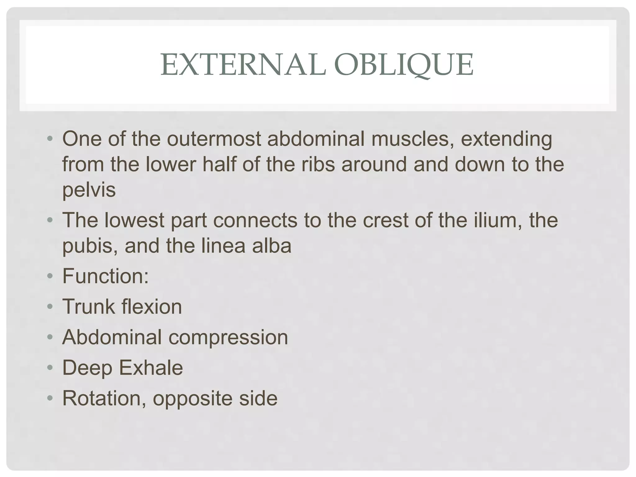 Thoracolumbar muscles | PPTX