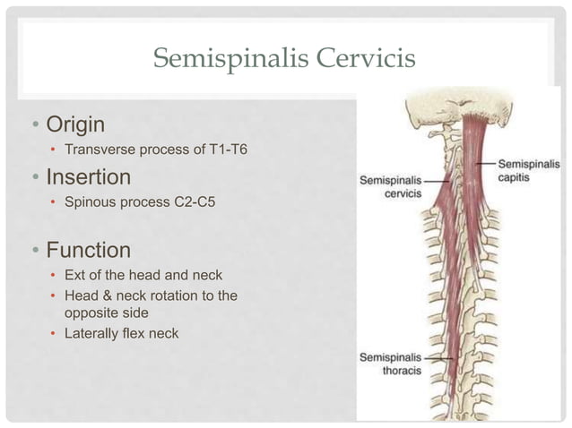 Thoracolumbar muscles | PPTX