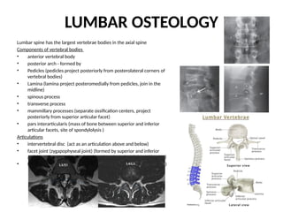 Thoracolumbar spine normal anatomy in human | PPTX