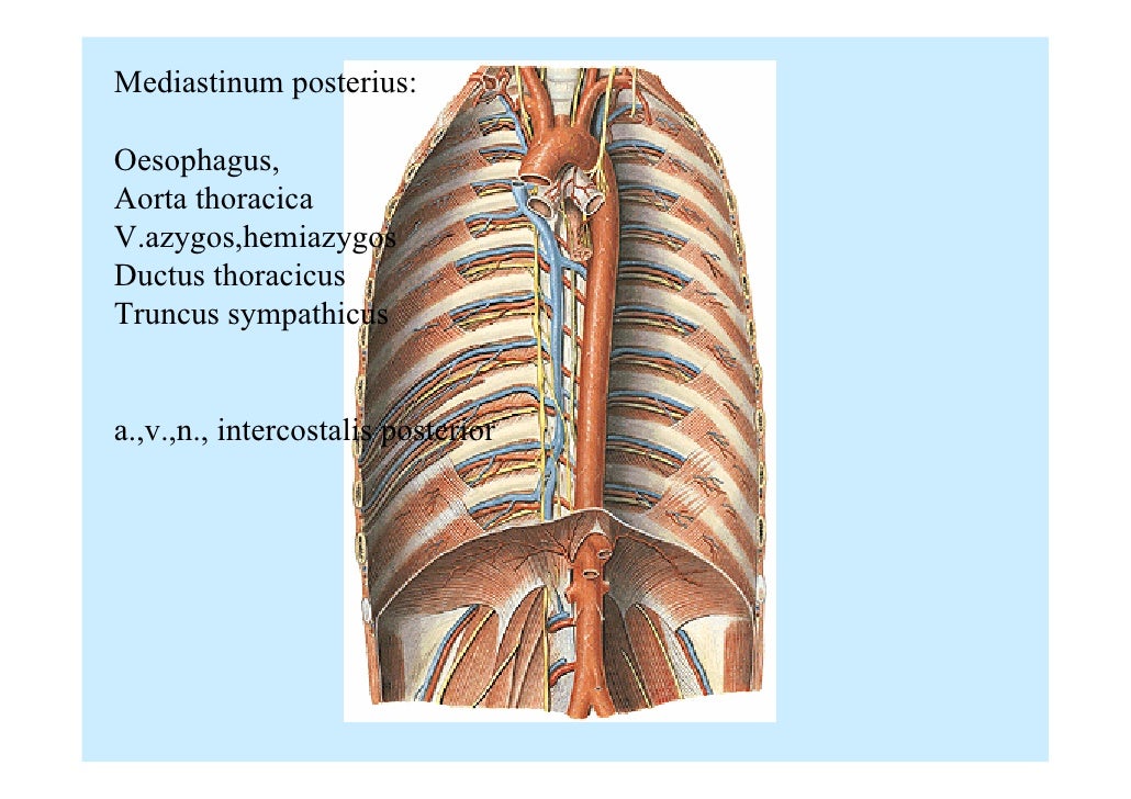Thorax