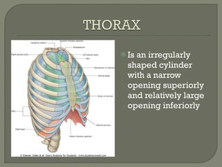 THORAX OS powerpoint | PPT